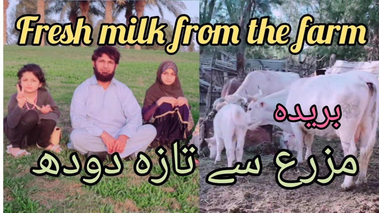 Fresh milk from the farm, #Fresh #ksa #braidah #saudi #milk #farm - YouTube