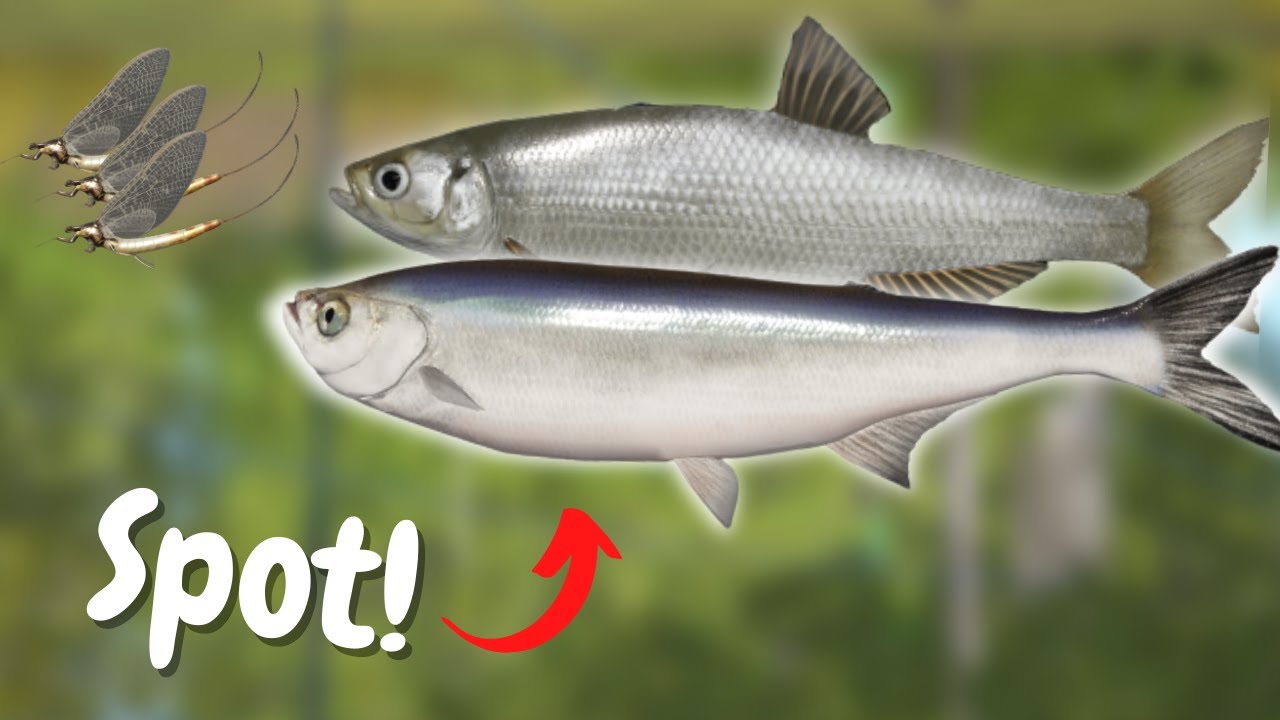 Sichel spot at Seversky donets! #216 Russian fishing 4 - YouTube