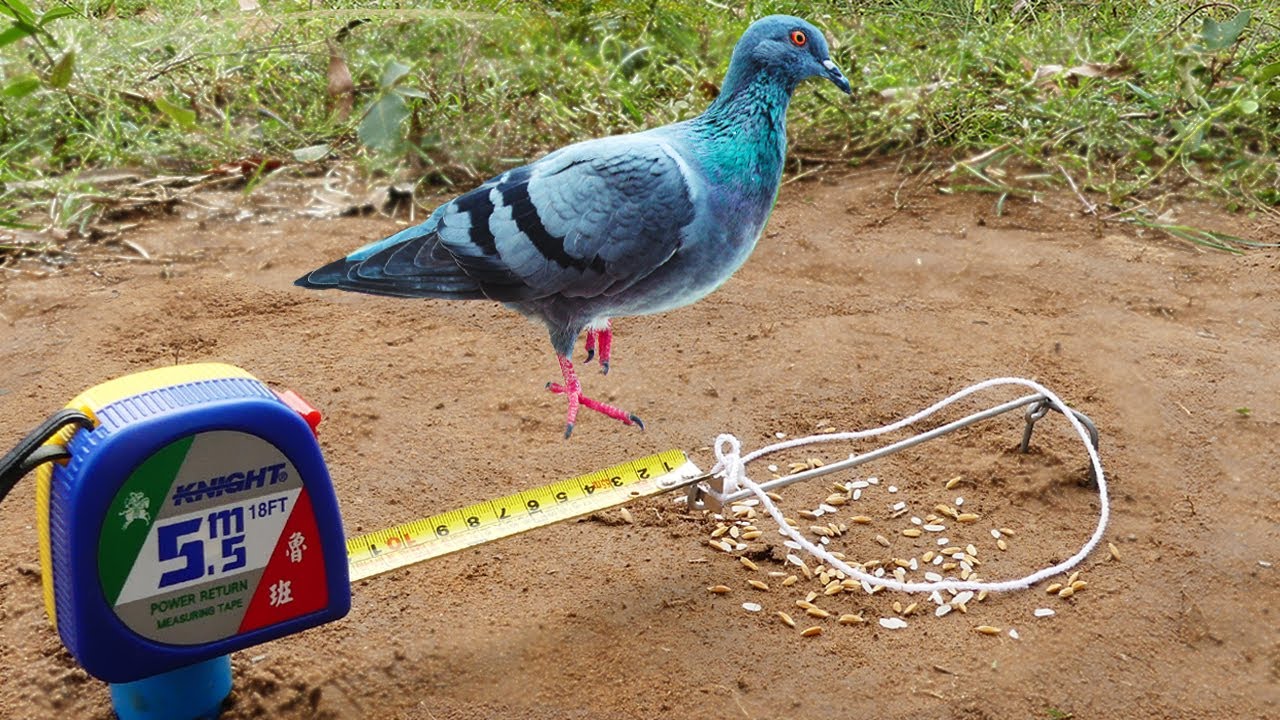 Amazing DIY Bird Trap Using Meter & Blue Pipe - Quick Bird Trap - YouTube