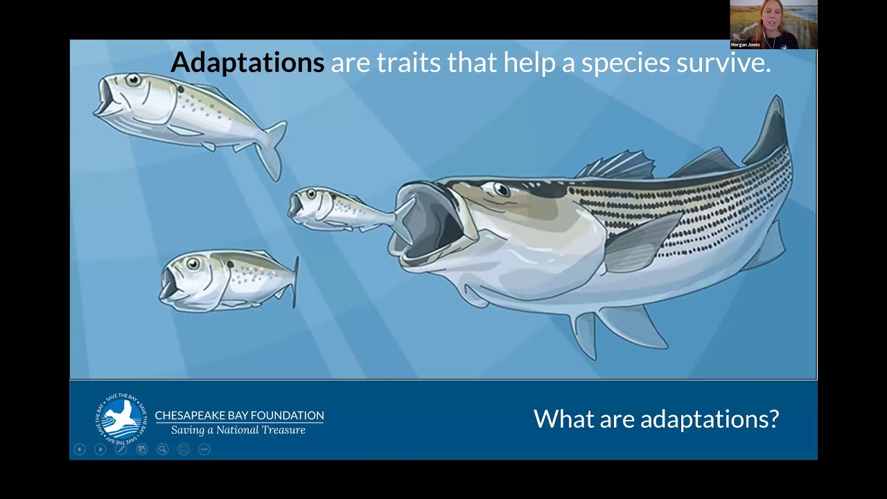 Physical Adaptations Of A Fish