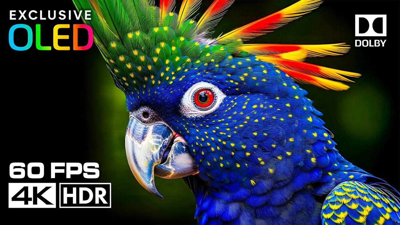 4K HDR Dolby Vision | Ultra HD 60FPS Cinematic Experience – The Most ...