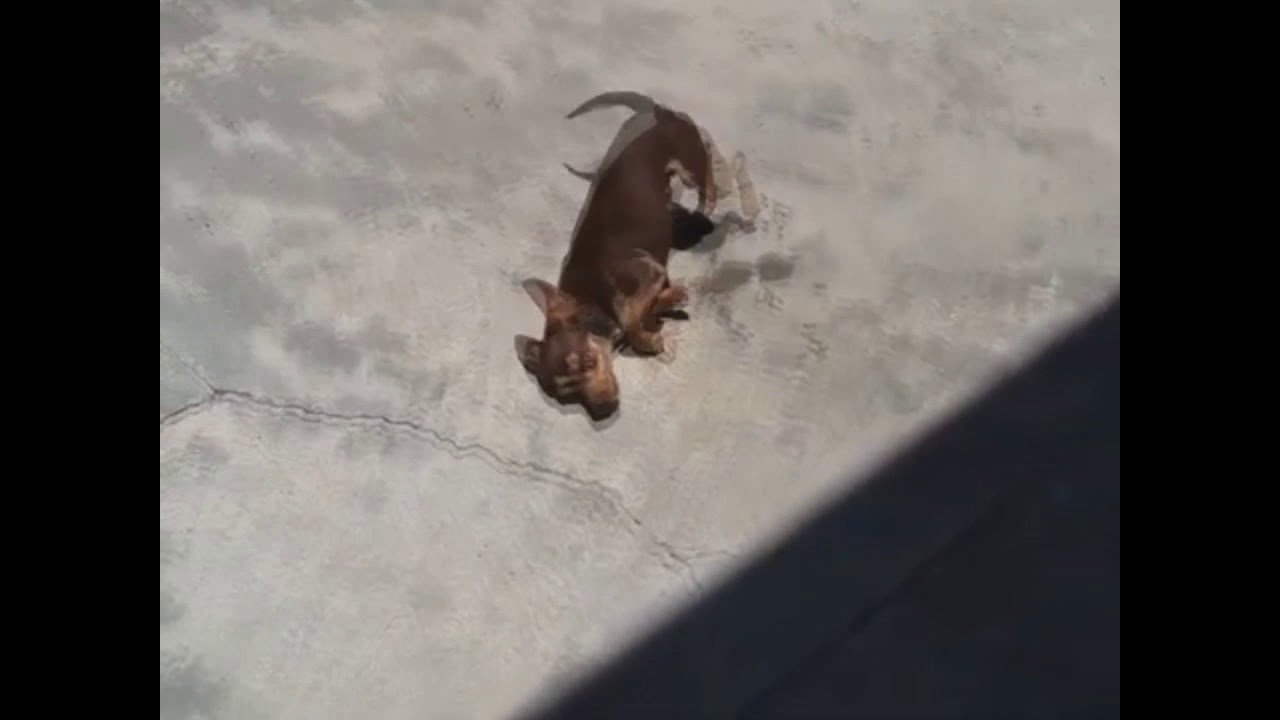 Asi reacciona mi perro despues de bañarse 🐶💧 | Kevin el perro ...