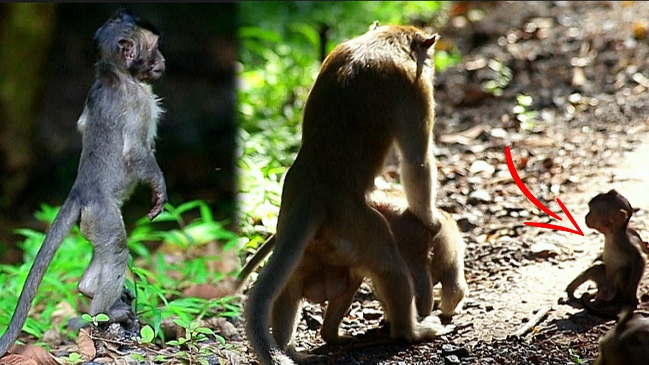 OMG...! 🫣Strange monkey activities seen in the series - YouTube