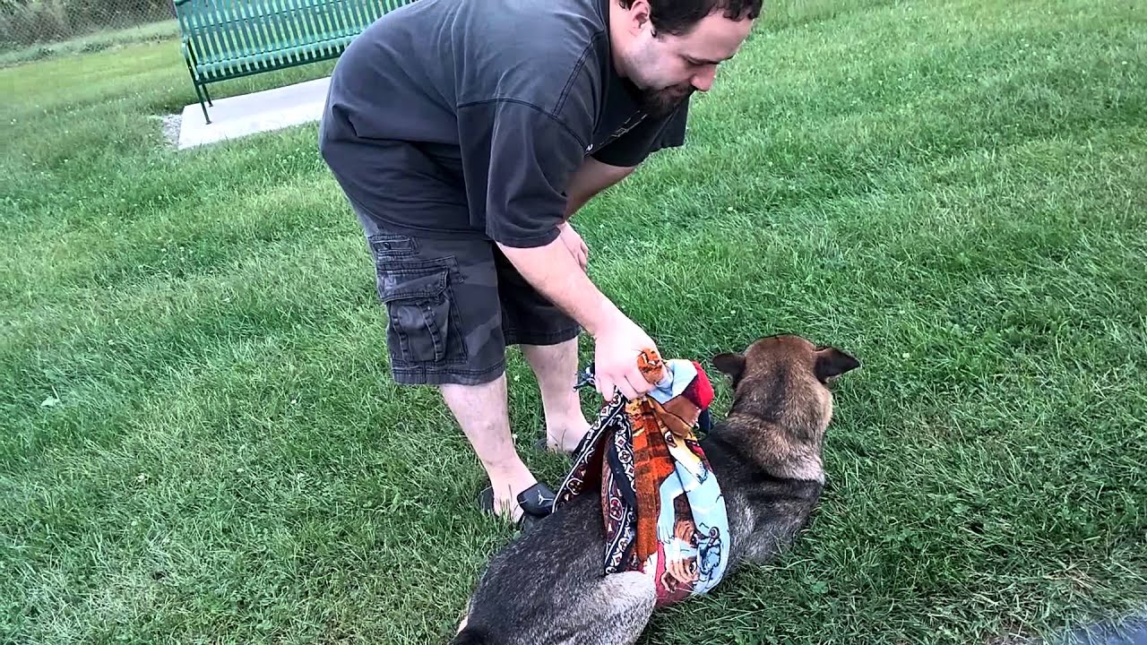 DAY 46: Tucker's Journey with Coonhound Paralysis - YouTube