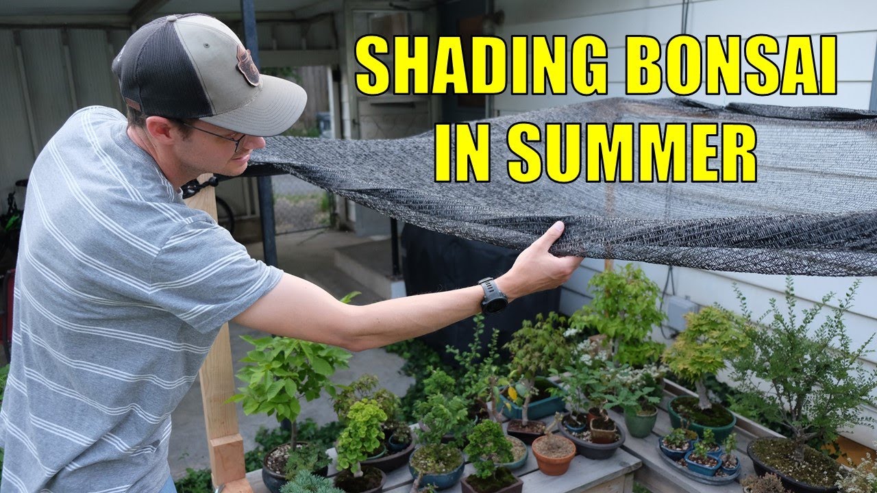 Shading Bonsai in Summer - YouTube