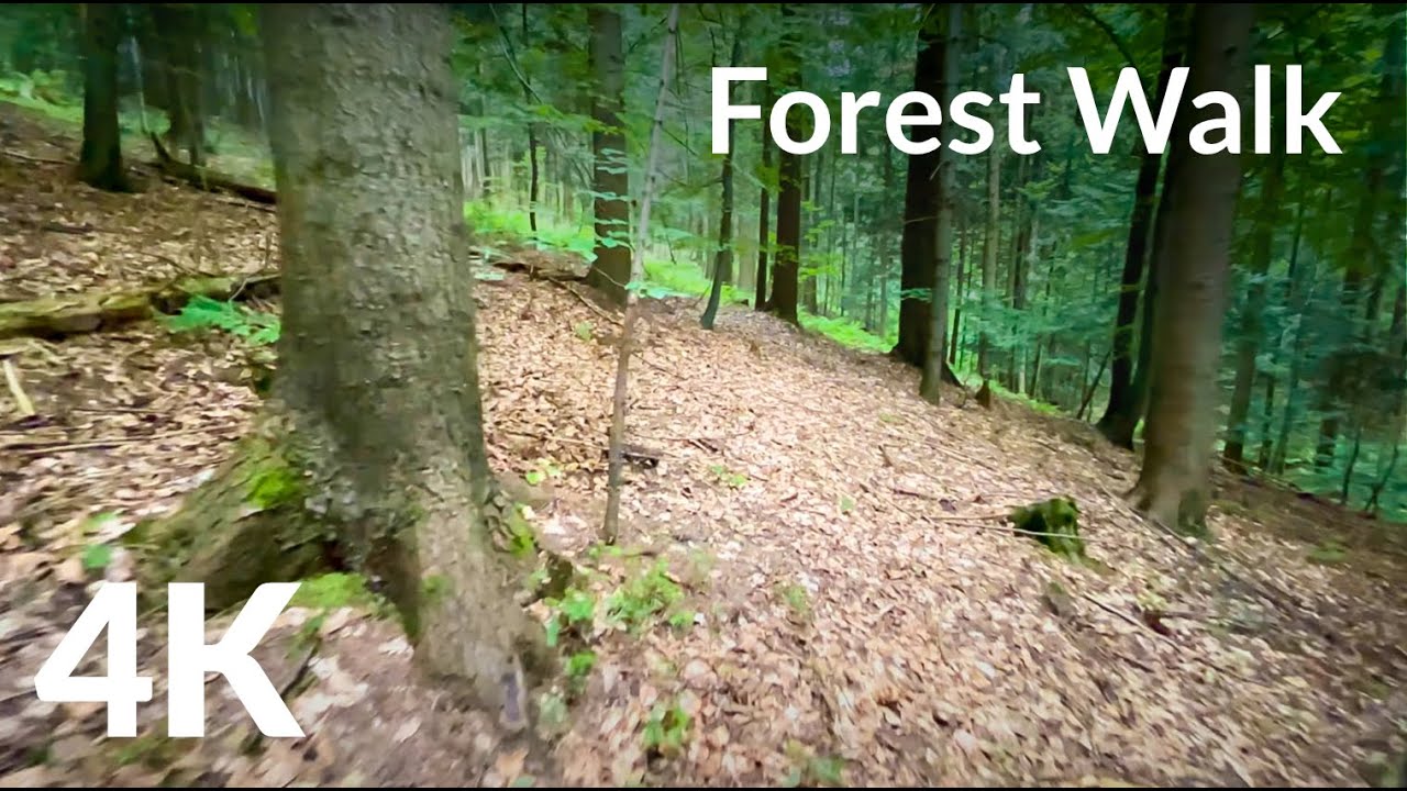 4K Forest Walk - Hike Through Wild Forest - Footsteps and Sounds of ...