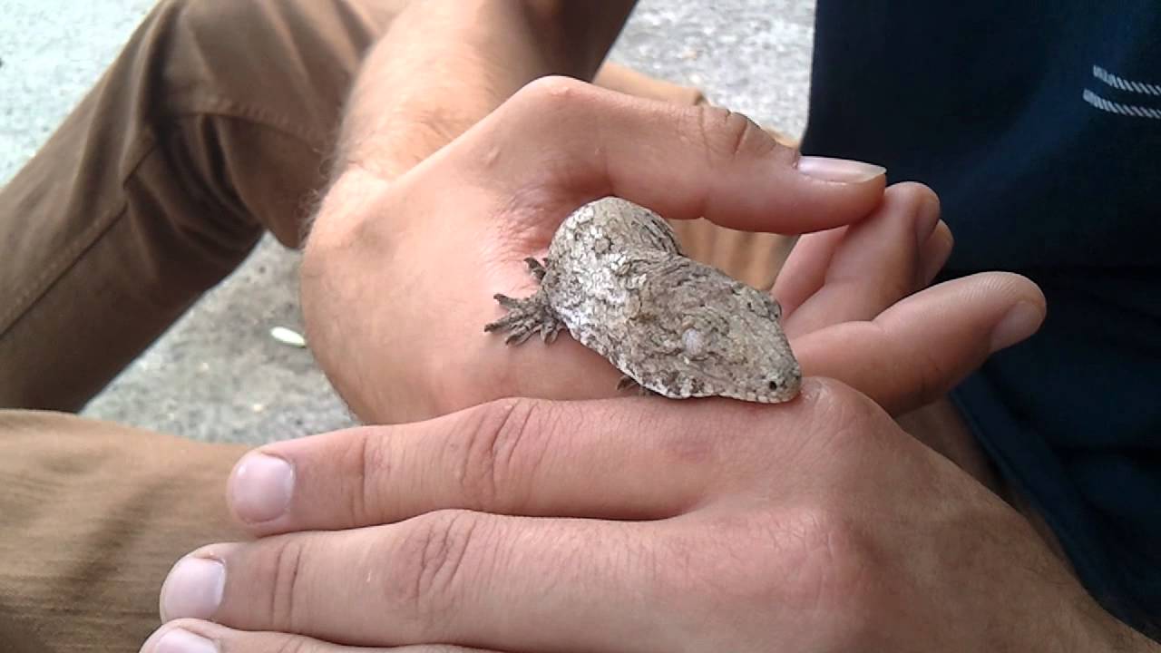 Leachie Gecko Baby - YouTube