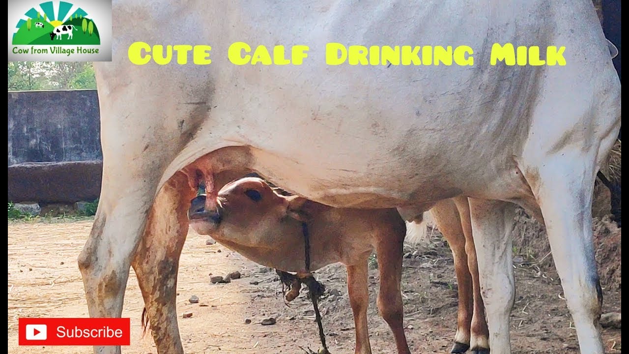 Cow Calf Came To His Mother And For Feeding Calf Drinking Milk Cow