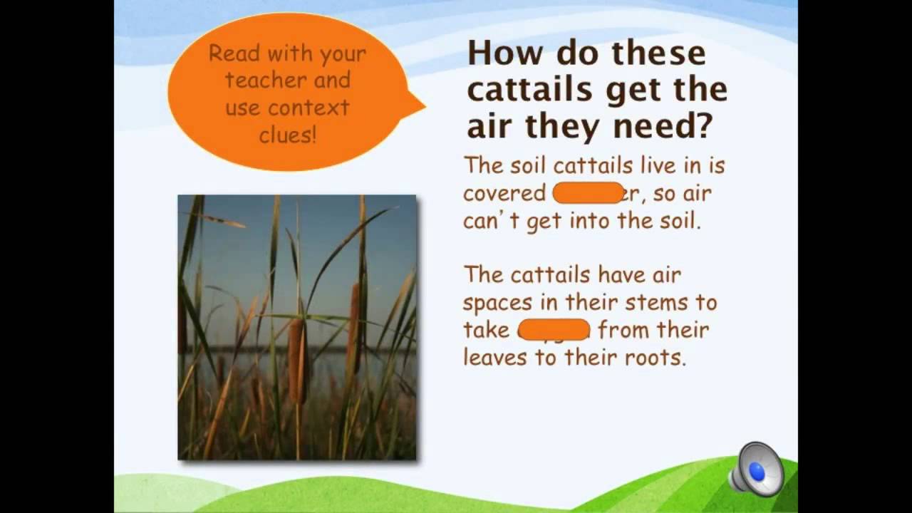 Introduction to Plant Adaptations - YouTube