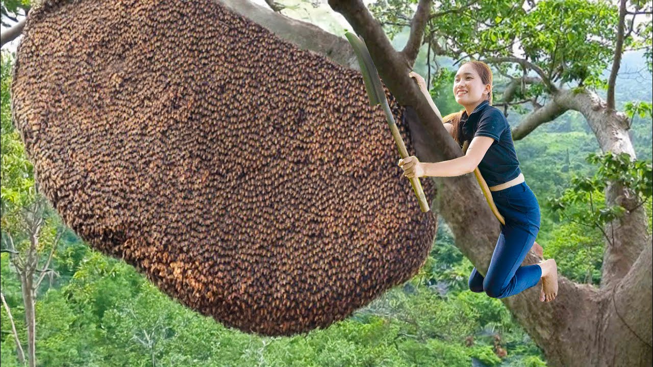 tree climbing skills without fear of heights harvesting giant beehives ...