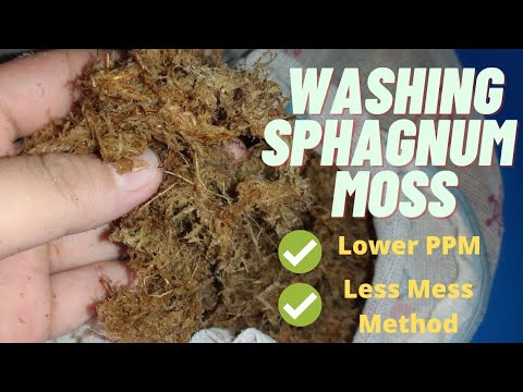 WASHING SPHAGNUM MOSS: Less Mess Method [With English Subtitle] - YouTube