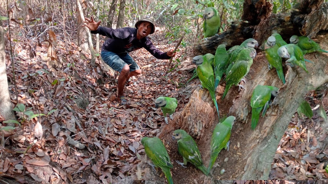 A man walking in the forest saw many parrots looking for food #wildlife ...