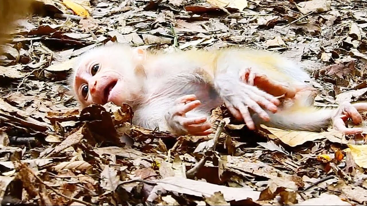 Pooor baby monkey Lucie wanna to get the true love from her mom Luna ...