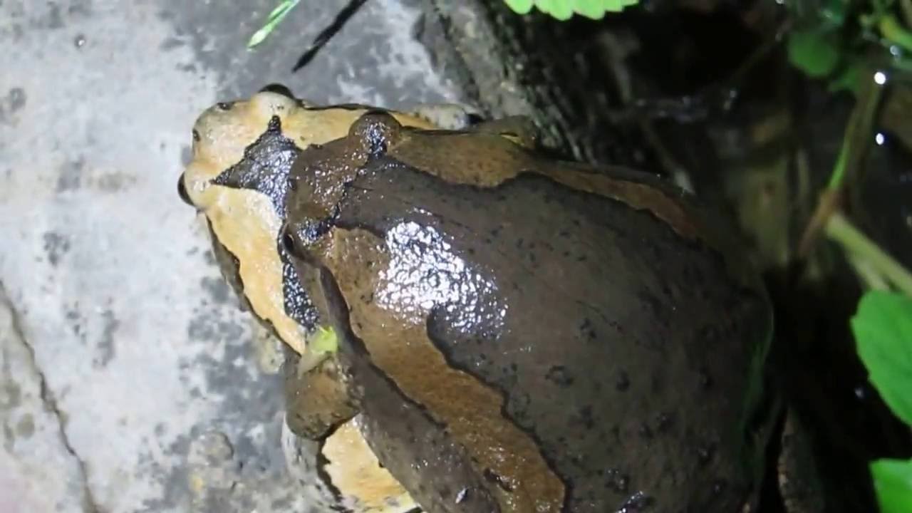 ការបង្កកំណើតរបស់សត្វហ៊ីង-Cambodia Frog - YouTube