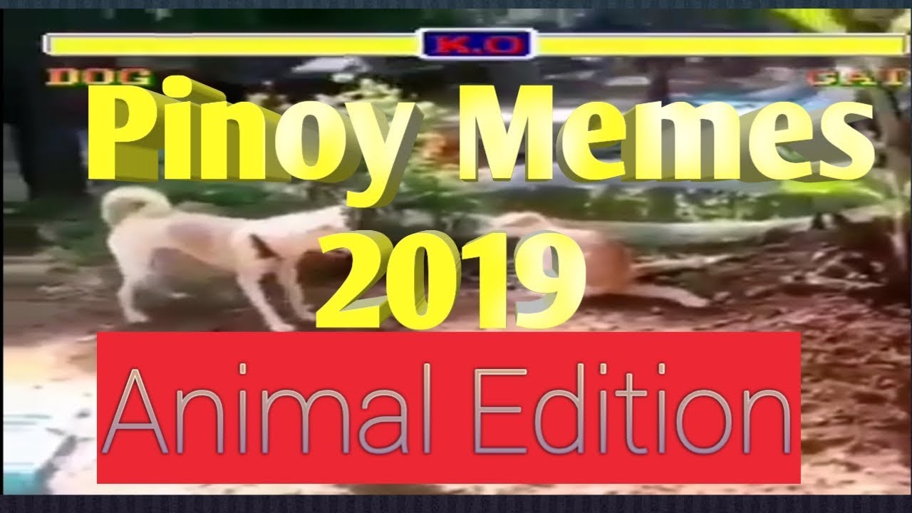 Pinoy Memes 2019 || Animal Edition - YouTube