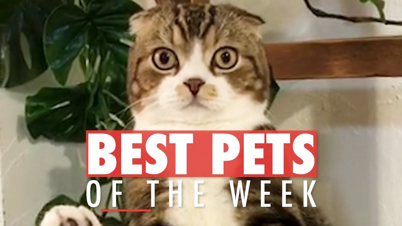 Best Pets of The Week Video Compilation | January 2018 Week 3 - YouTube