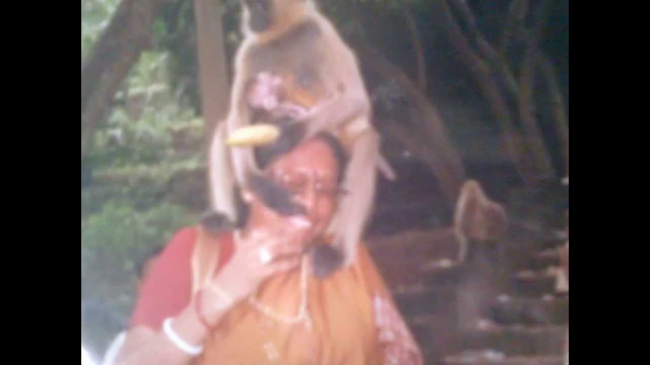 Activity of naughty Monkey at Khandagiri, in Bhubaneswar,Odisha,India ...