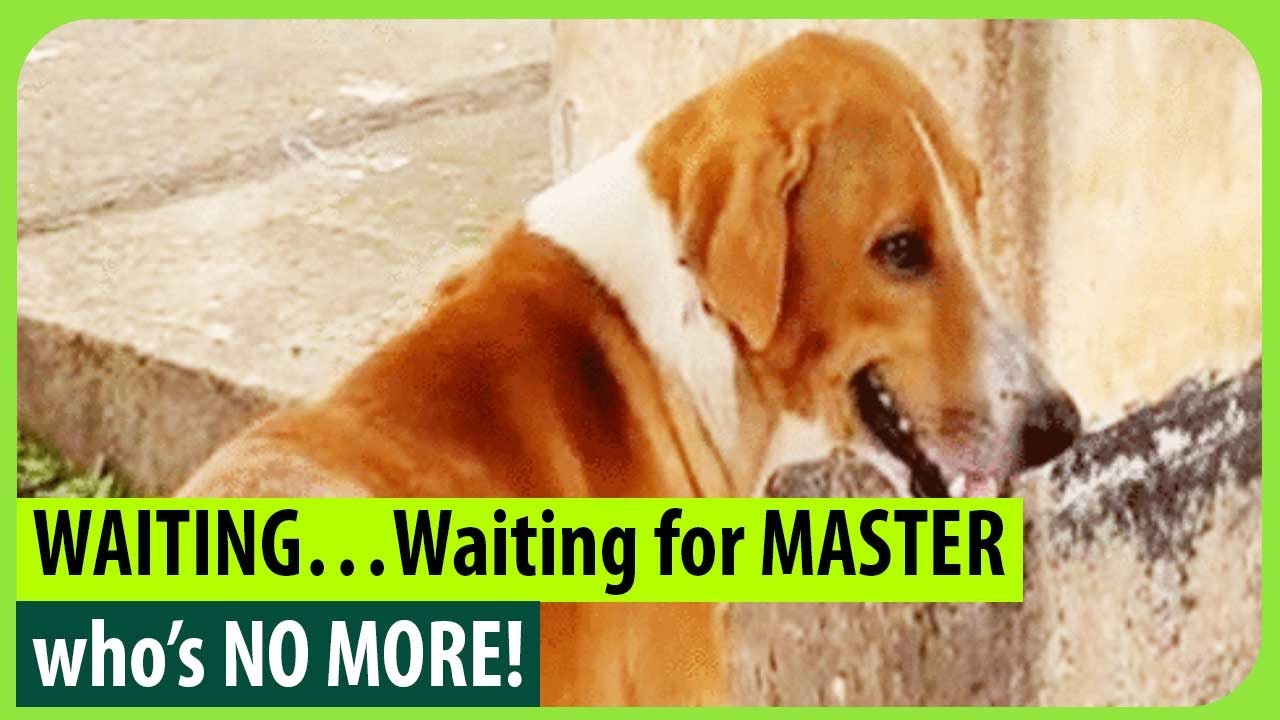 This Dog waits endlessly in front of mortuary for his master, who will ...