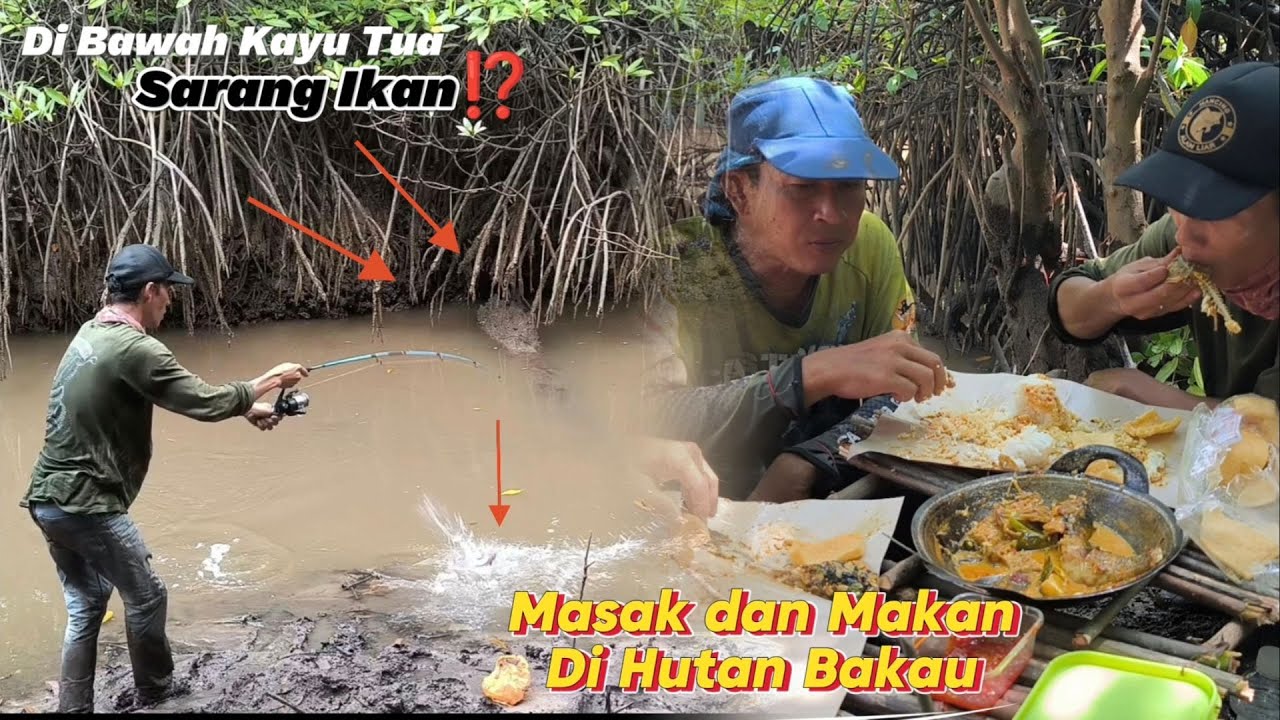Mancing Ikan Sembilang Di Bawah Kayu Tua‼️Langsung Masak Dan Makan Di Pinggir Muara Hutan Bakau ...