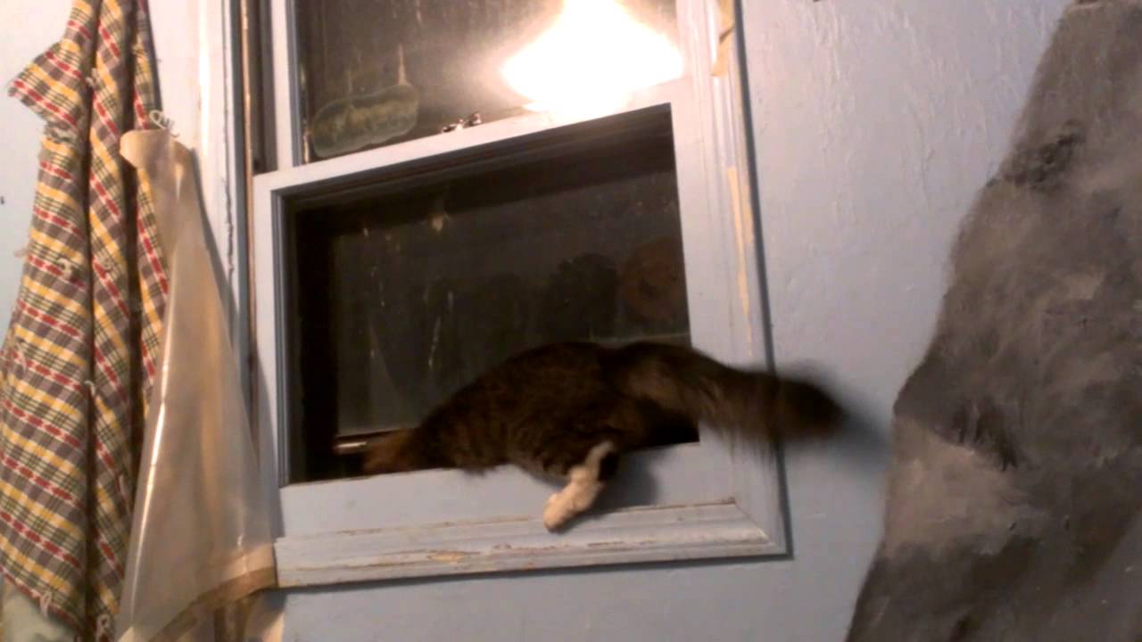 Cat tries to escape through window - YouTube