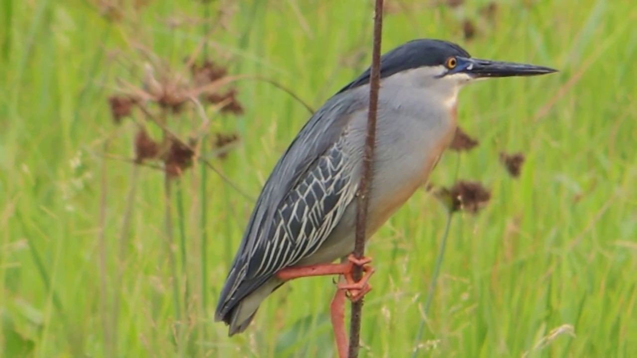 Aves de Venezuela - Ave de Barinas - Chicuaco Cuello Gris - Butorides ...
