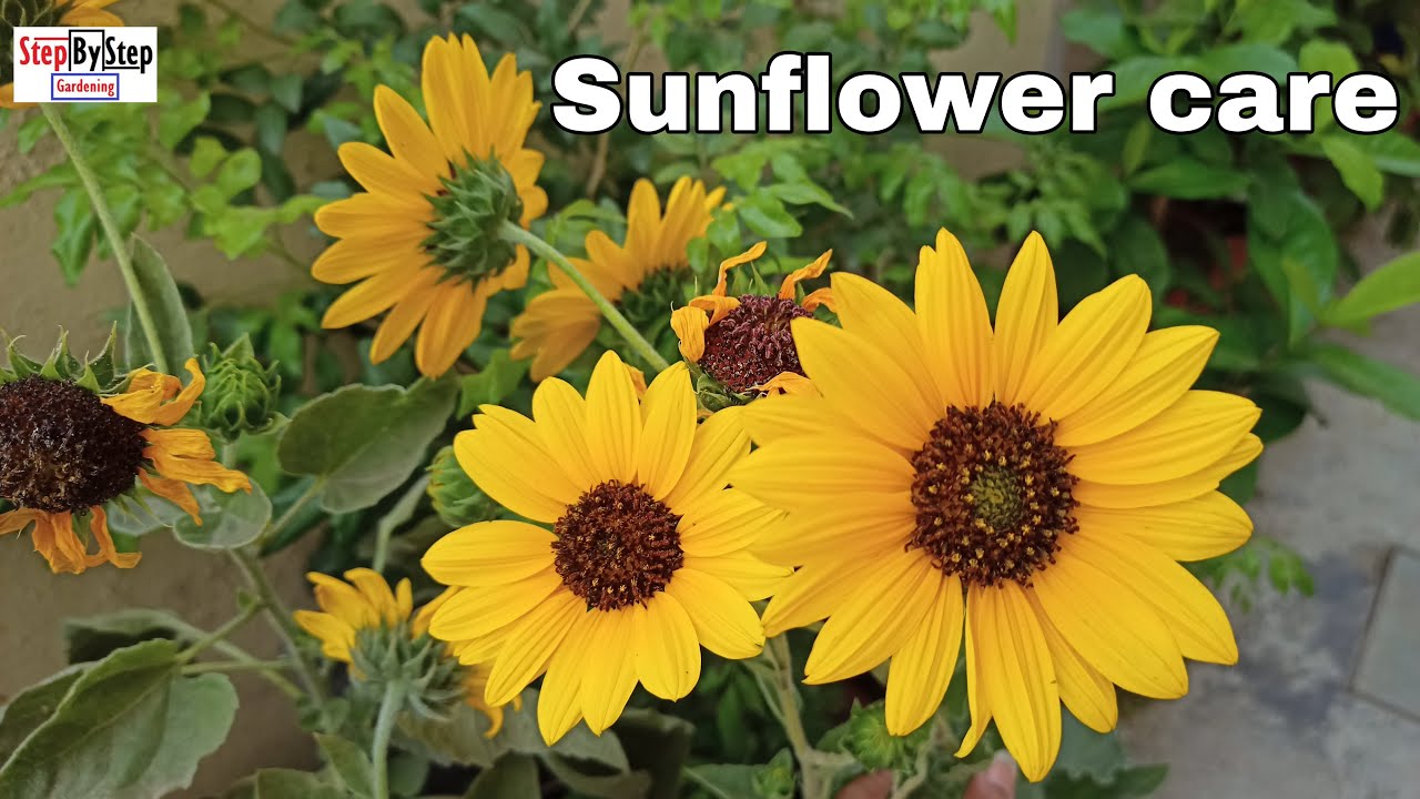How to grow and care Sunflower//Care of Sunflower plant//Surajmukhi ...