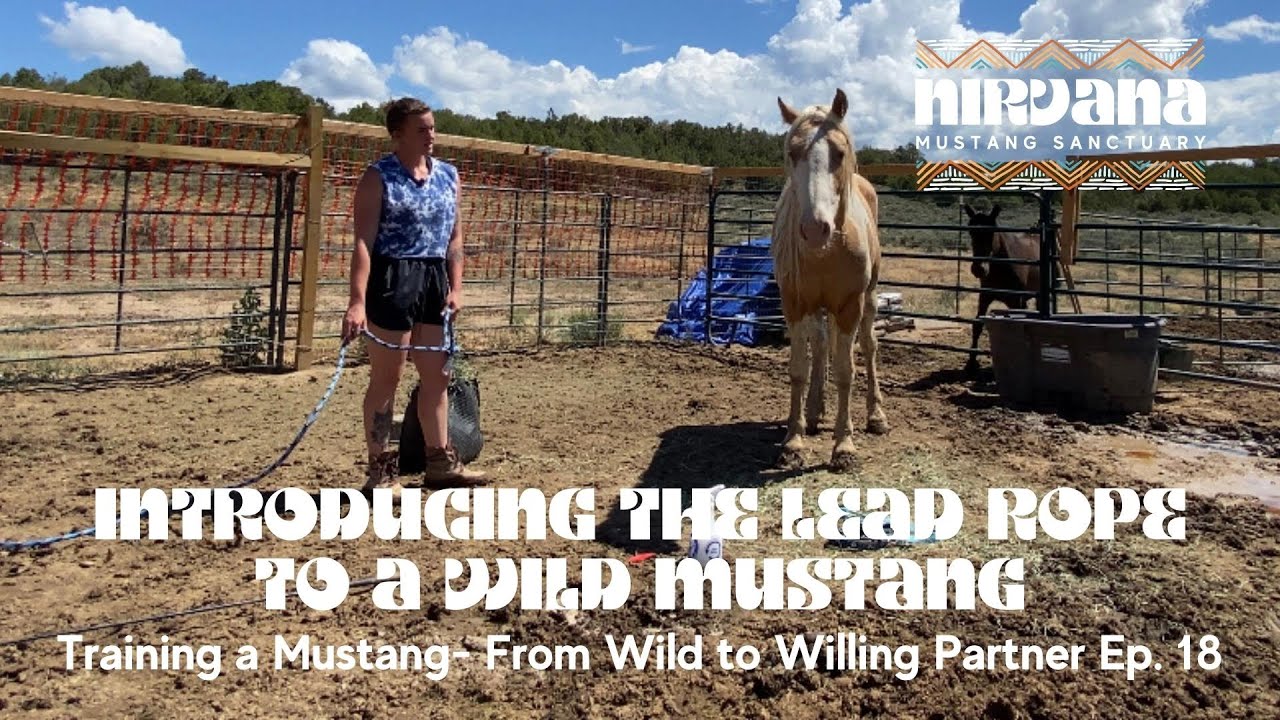 Introducing the Lead Rope to a Wild Mustang: Training a Mustang- From ...
