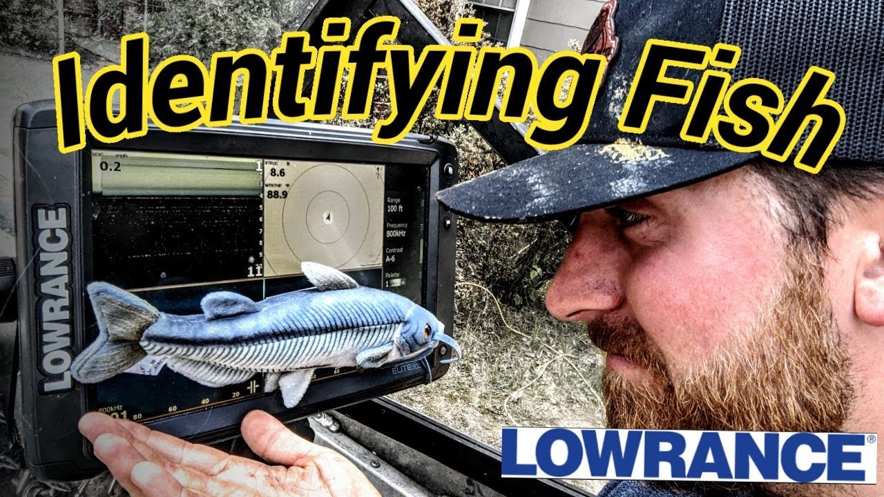 How to identify different fish on your electronics - YouTube