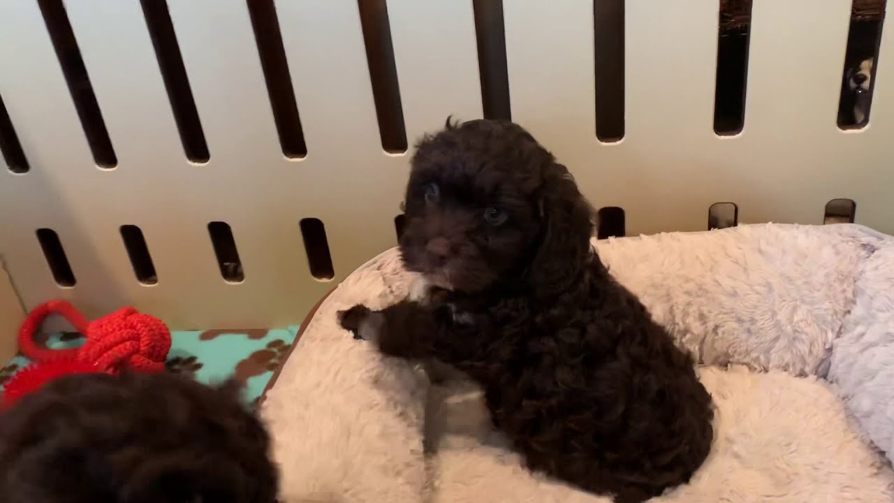 Chocolate Cockapoos - YouTube