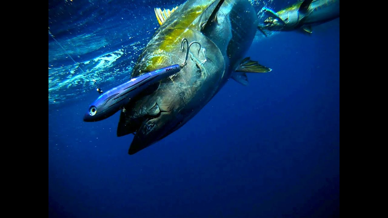 "Fin Addict Sportfishing"-Cabo San Lucas - YouTube