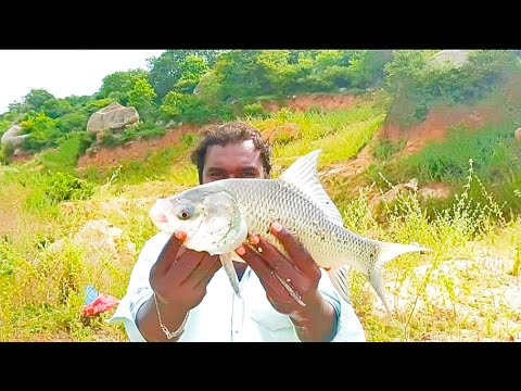 amazing fishing!! bocha fish couching!! rahu fish and gold fish ...