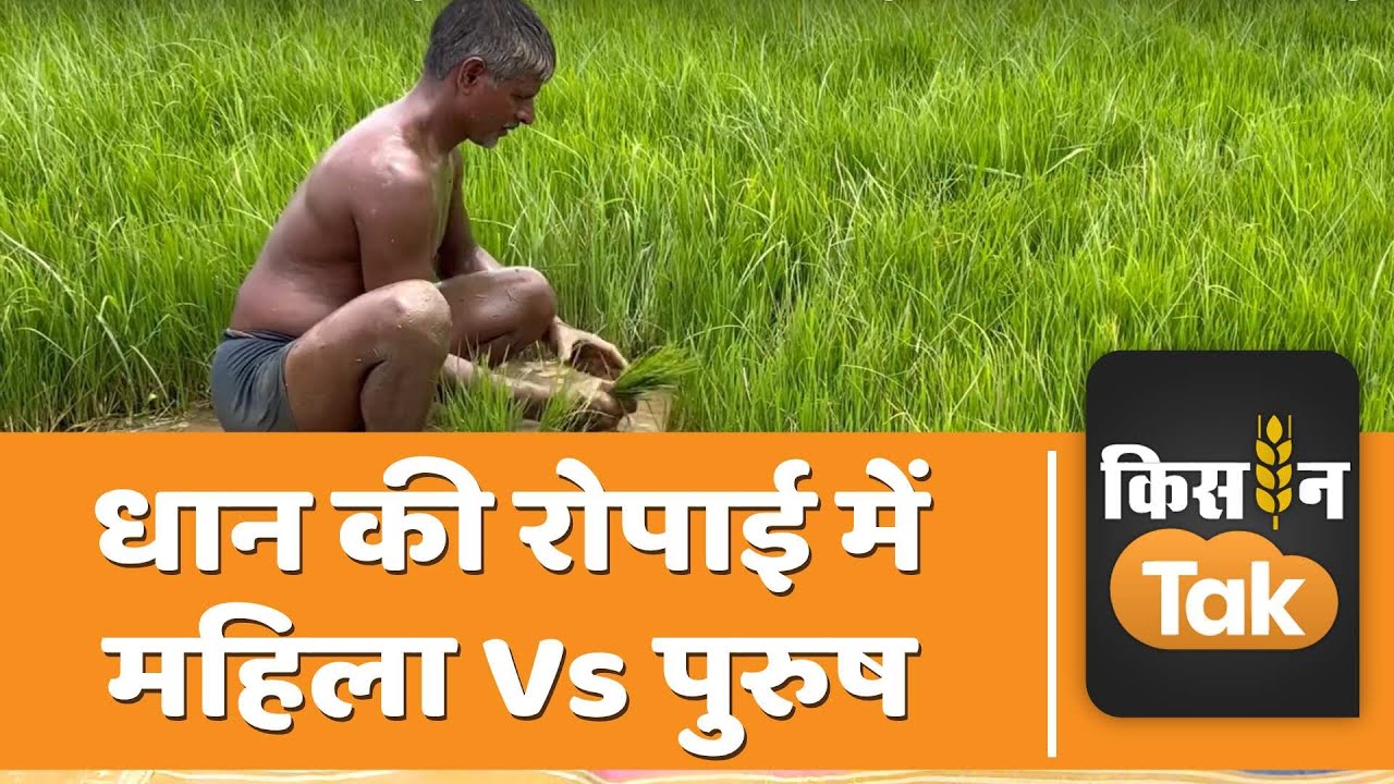 Dhaan Ki Ropai: महिला और पुरुष अलग-अलग तरीकों से क्यों करते हैं धान की ...
