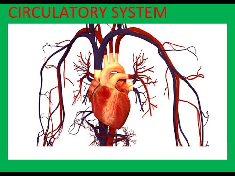 CIRCULATORY SYSTEM (ICSE CLASS 8 ) PART -1 - YouTube