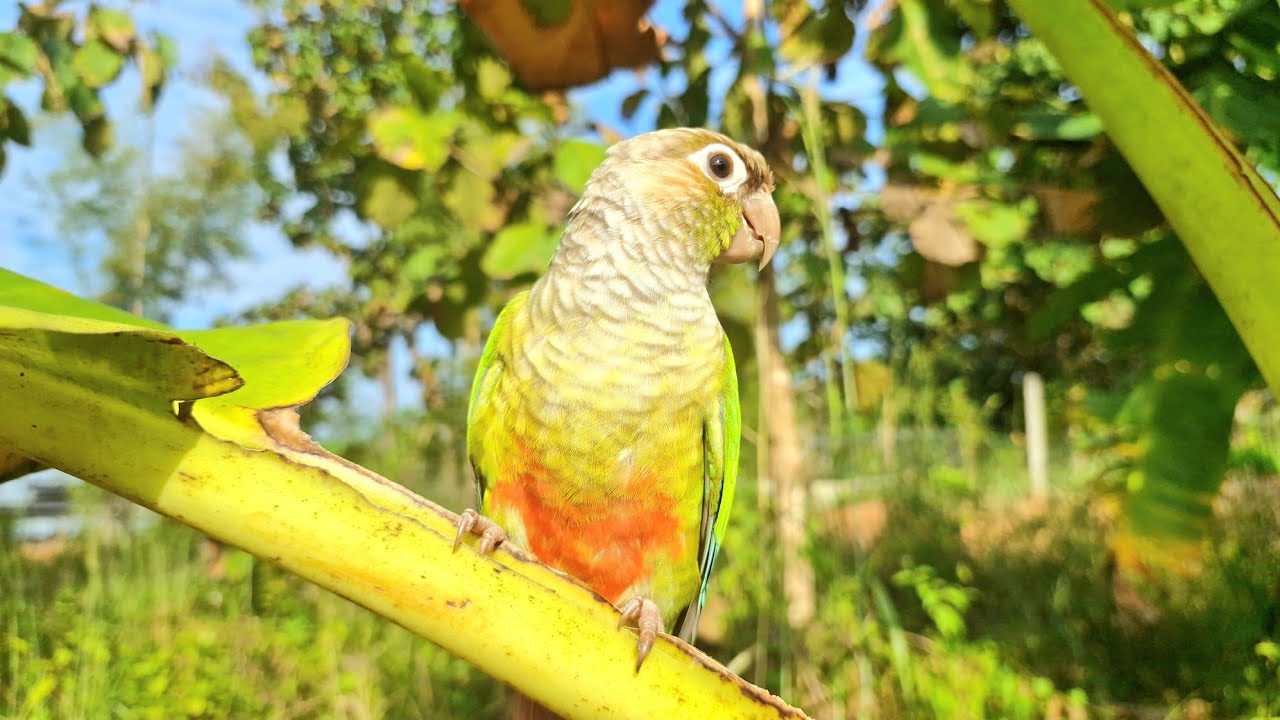 Conure bird Chirping ! In the evening ,Green cheek conure parrot singing sound. - YouTube