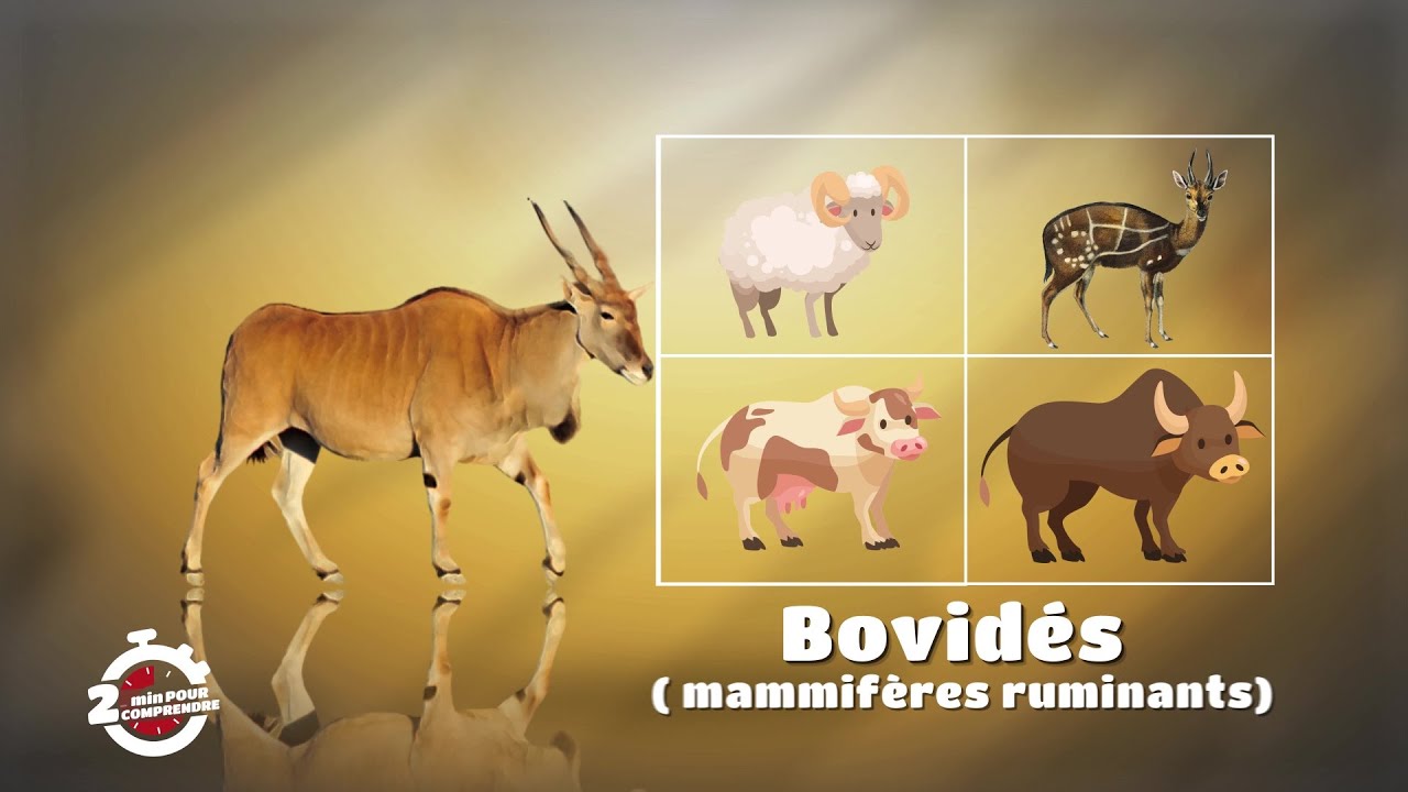 2mn pour comprendre L'ELAN DU CAP - YouTube