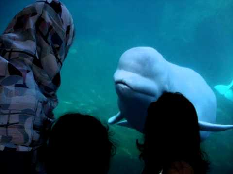 white friendly beluga whale talking with kids - YouTube