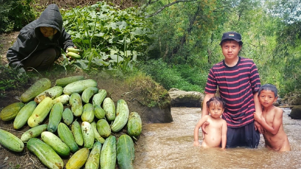 Fanghma lo ṭan ang aw| HARVESTING CUCUMBER SELF-PLANTING - YouTube