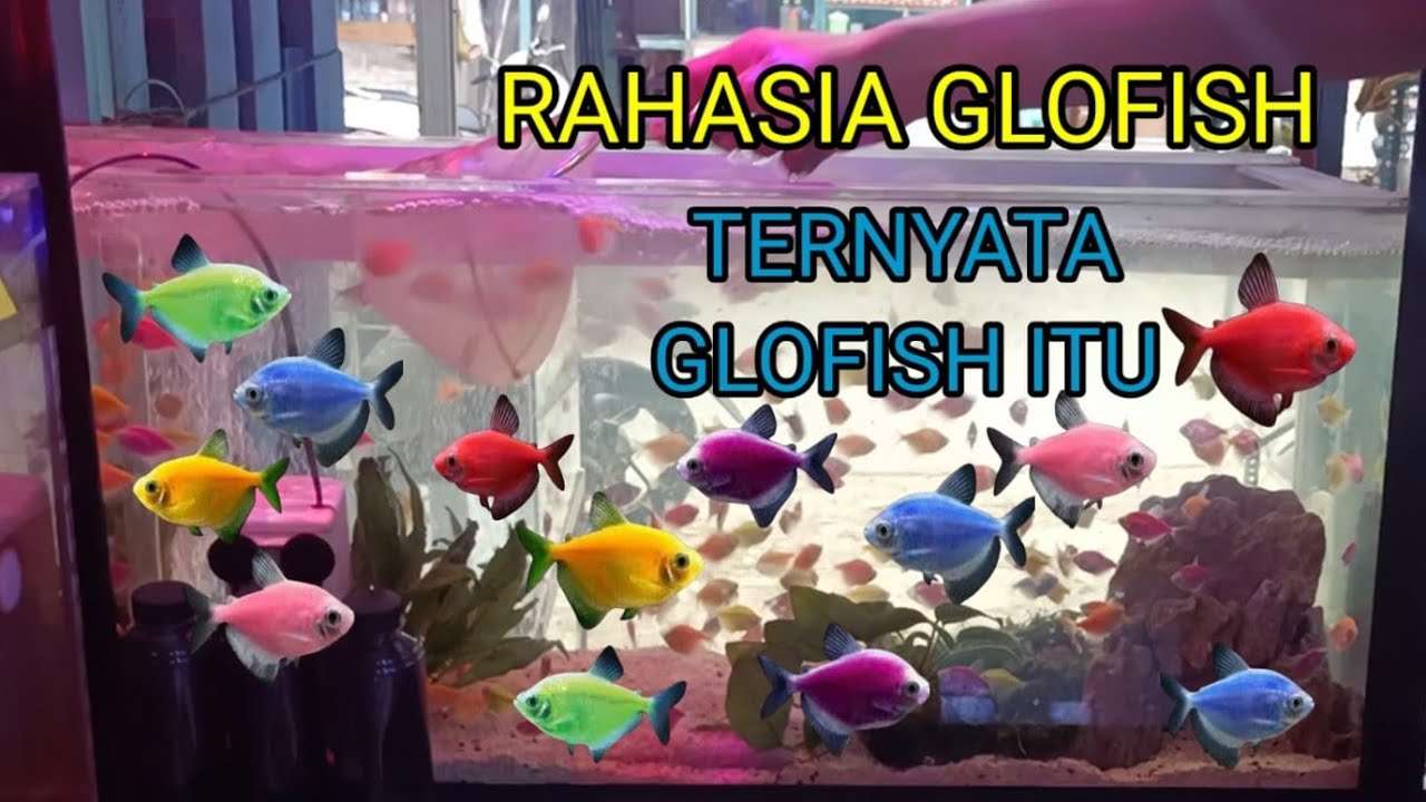 IKAN GLOFISH IKAN HIAS AIR TAWAR YANG BISA MENYALA DALAM GELAP - YouTube