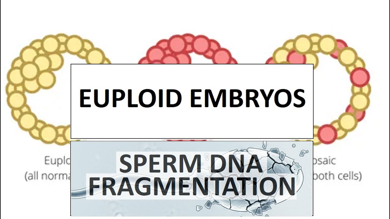 Euploidy And Sperm DNA Fragmentation - YouTube