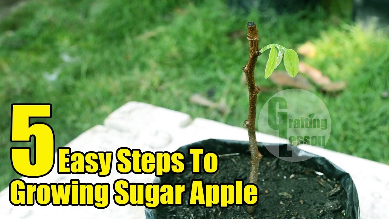 Growing Sugar Apple by Cuttings NO Rooting Hormone - YouTube