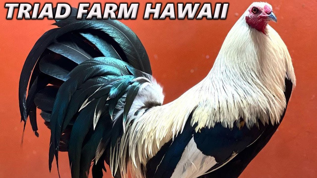Pure McRae Grey Penny - Triad Farm in Hawaii Beautiful Birds | Farm ...