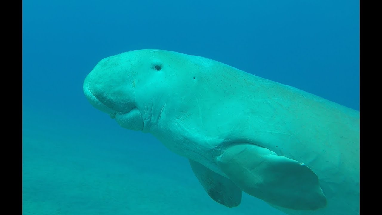 Diving with "Sea Cow" Marsa Alam July 2018red - YouTube