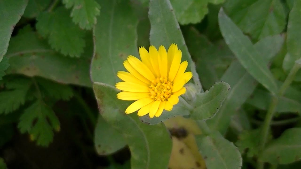 Calendula Arvensis