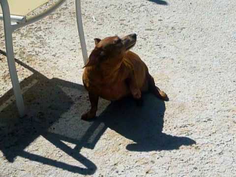 daisy, the fat weiner dog again - YouTube
