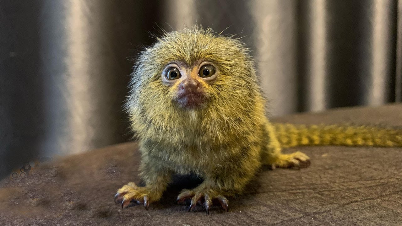 Adorable Pygmy Marmoset, Common Marmoset, Tamarin - YouTube