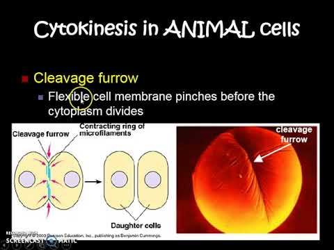 IPMATC (Mitosis is PMAT) Stages (Theme 3 Topic 2) - YouTube