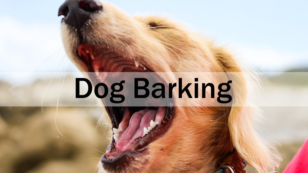 1 HOUR Dog Barking Outside - YouTube 1 HOUR Dog Barking Outside - YouTube