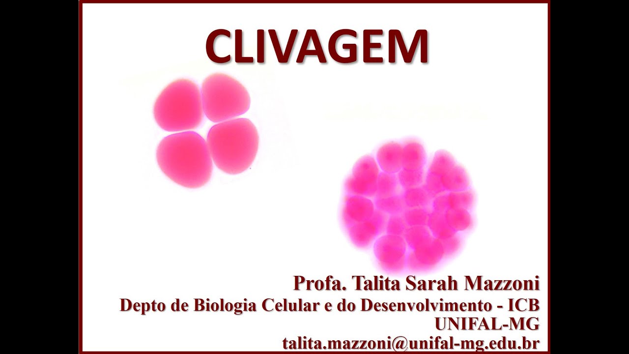 Clivagem do ouriço do mar - YouTube