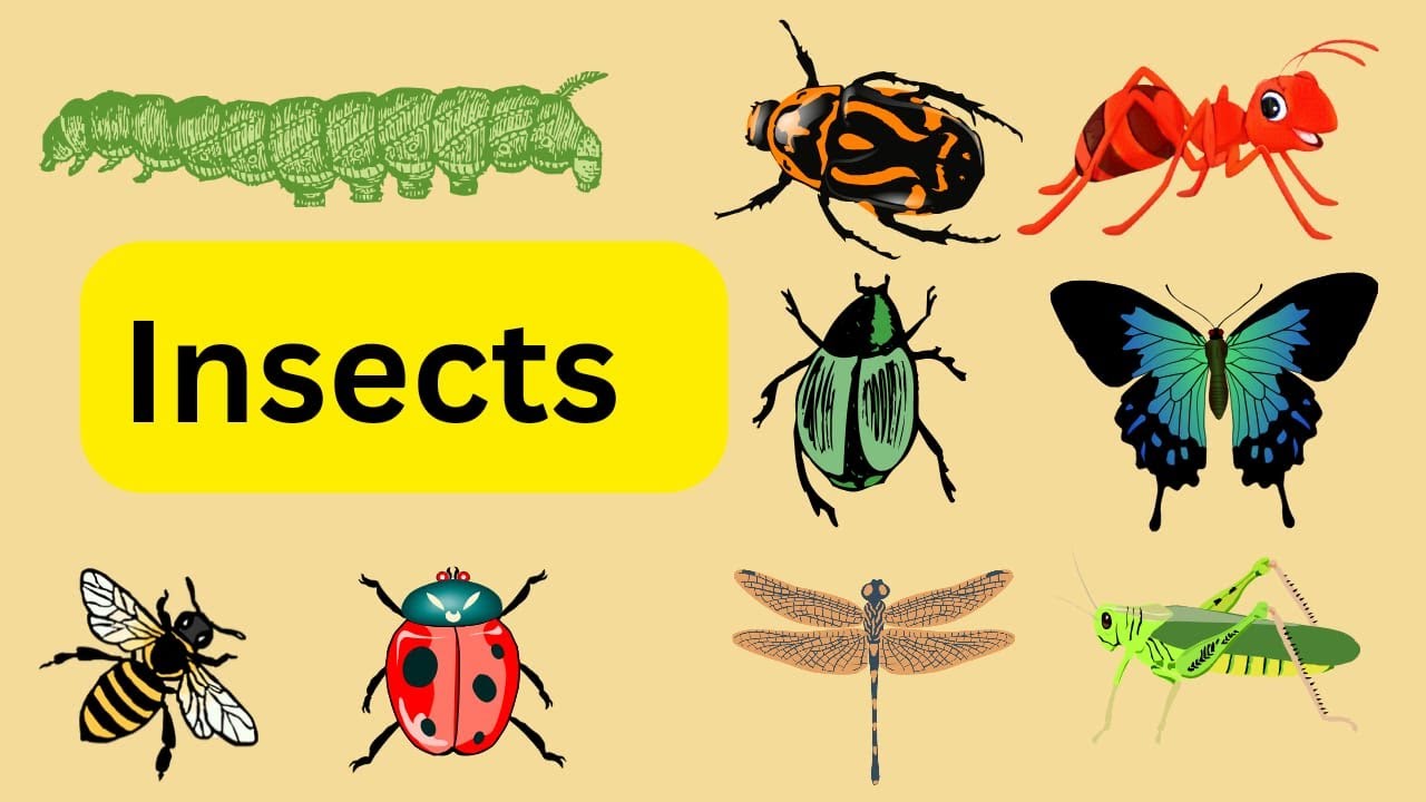 Insects for kids | Insects | Butterfly | Ant | Insect | Bugs | Insect ...