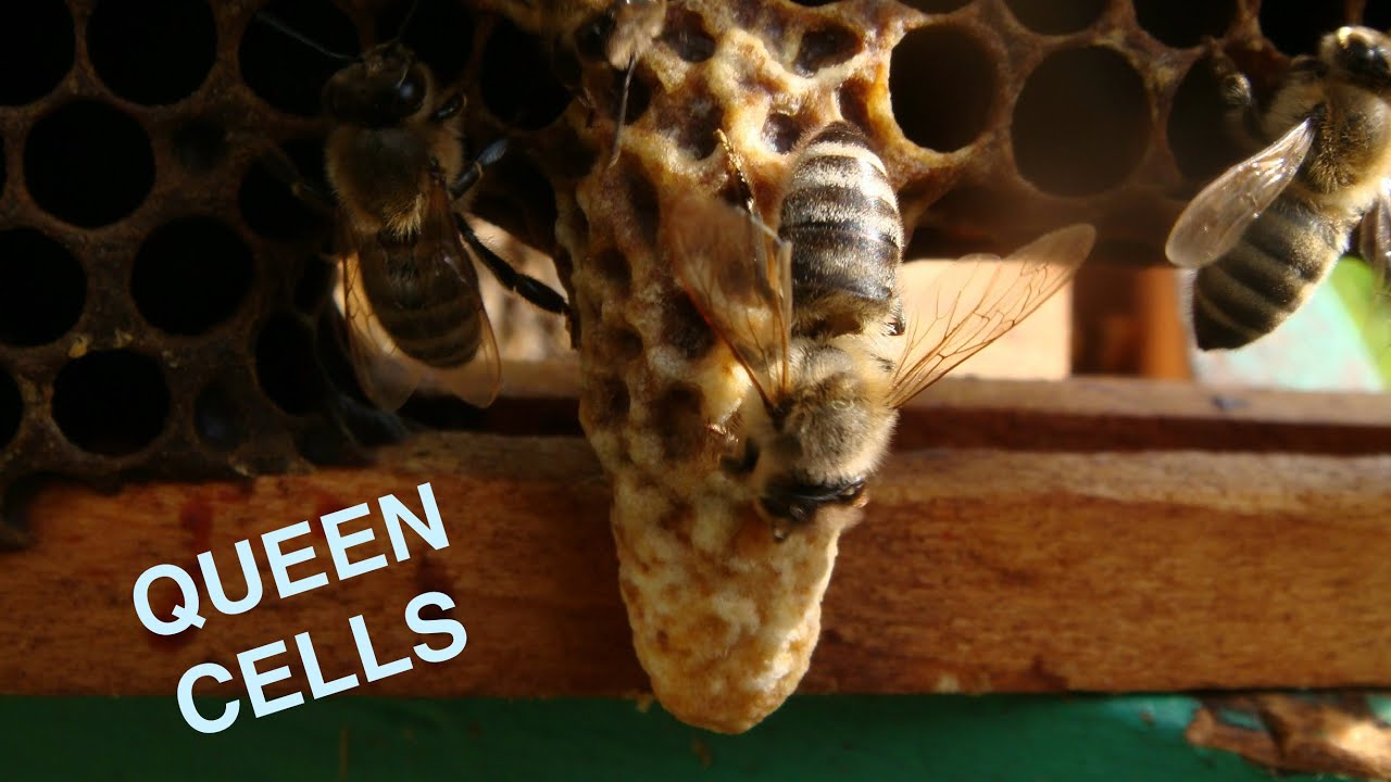 Queen Cells: from an egg to an emerged queen cell - YouTube